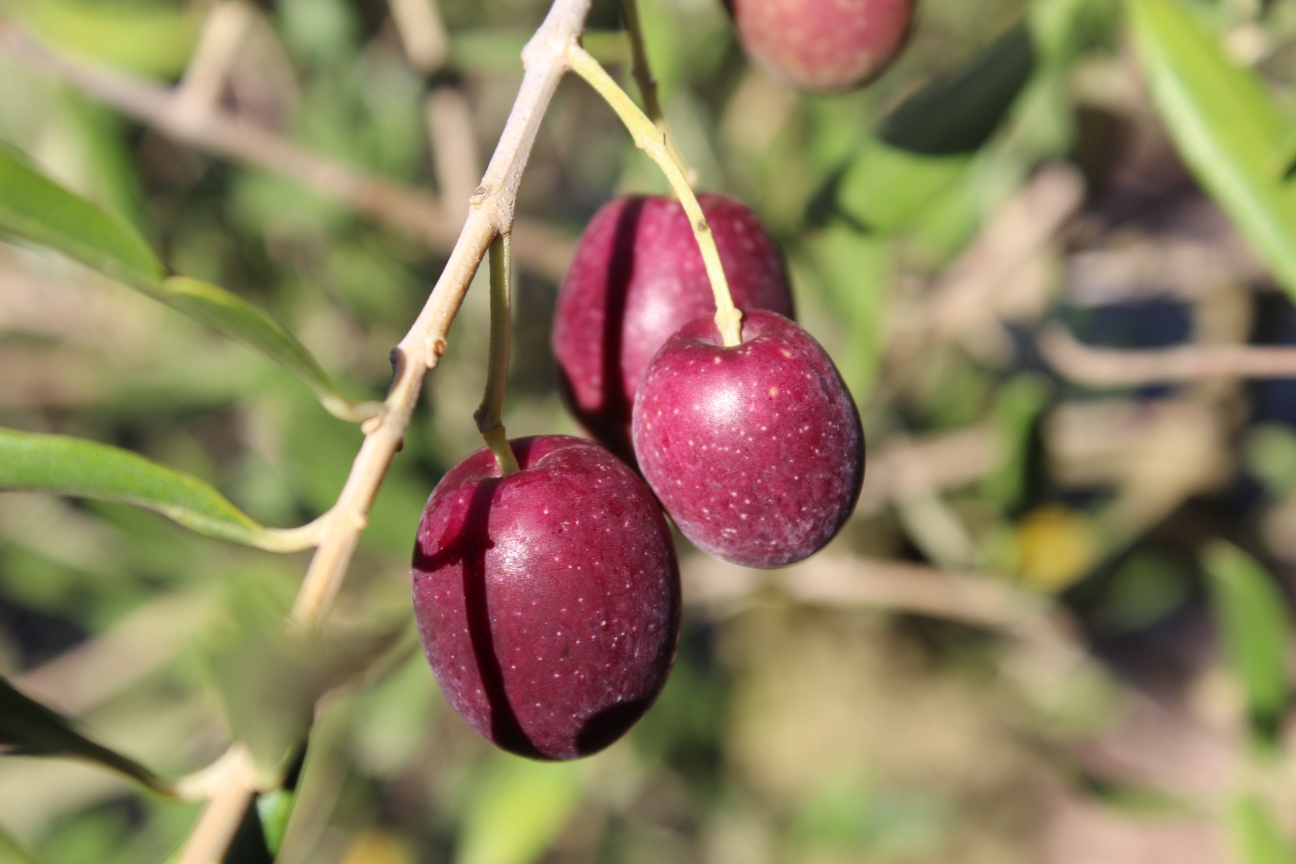 Olive Trees On Instagram - Olive Central