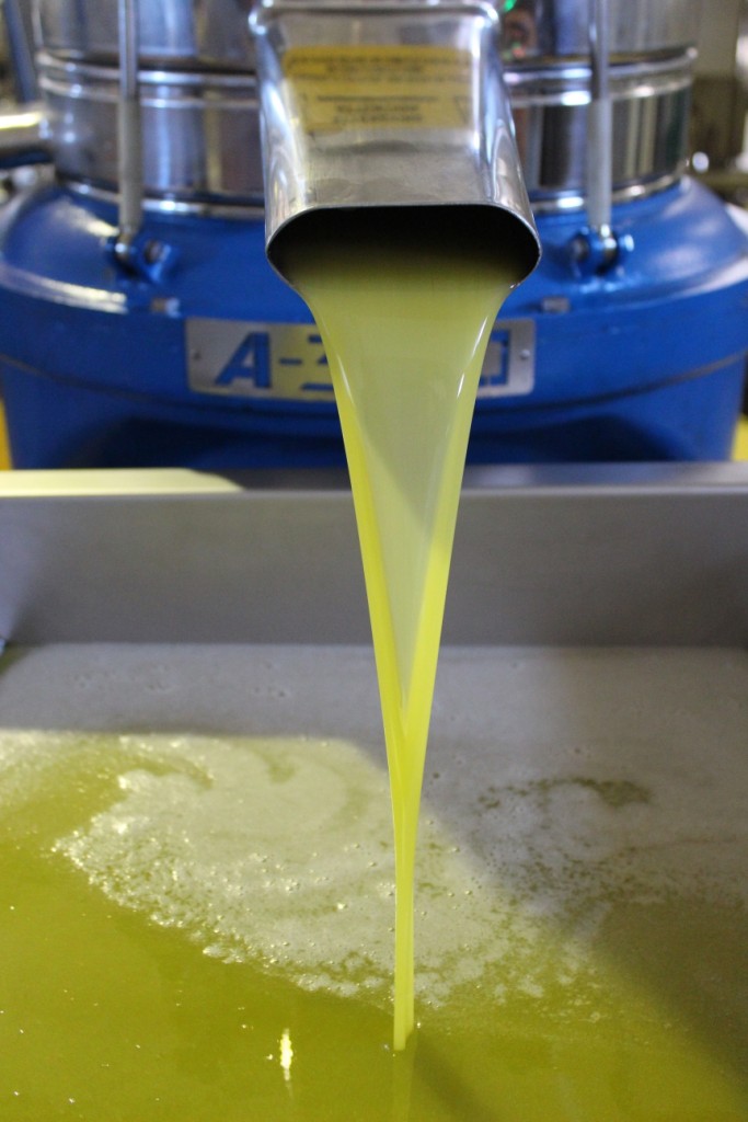 GMO Labeling For Olive Oil - Olive Central