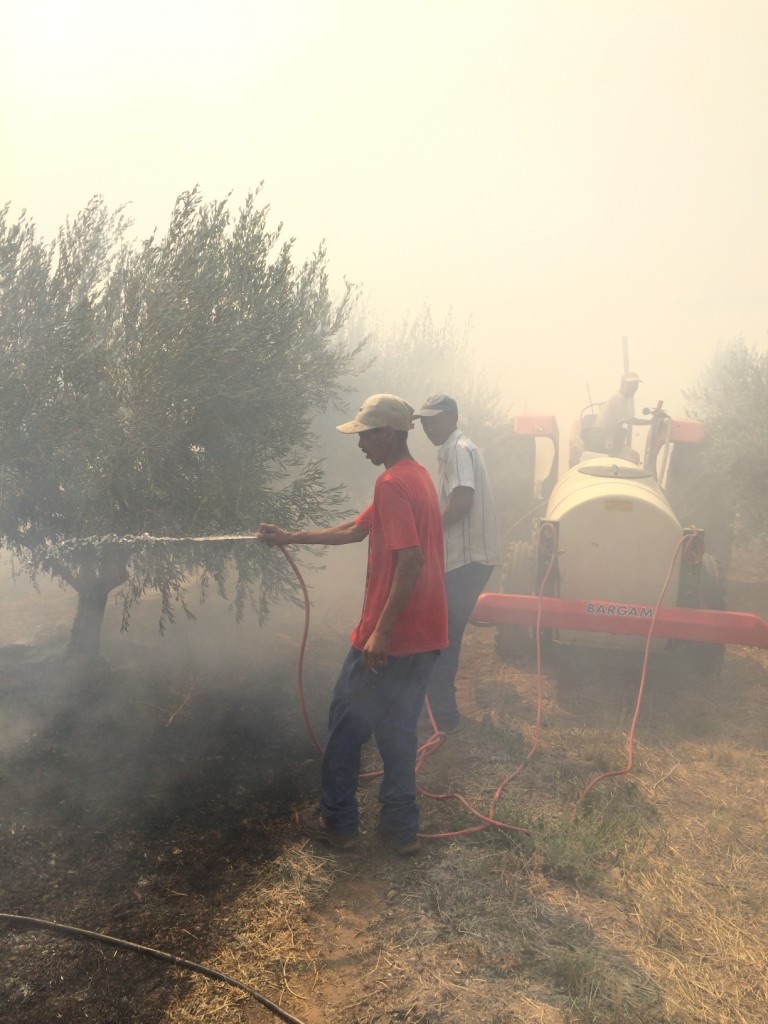 Wild Fire Damages Olive Orchards At Kredouw - Olive Central