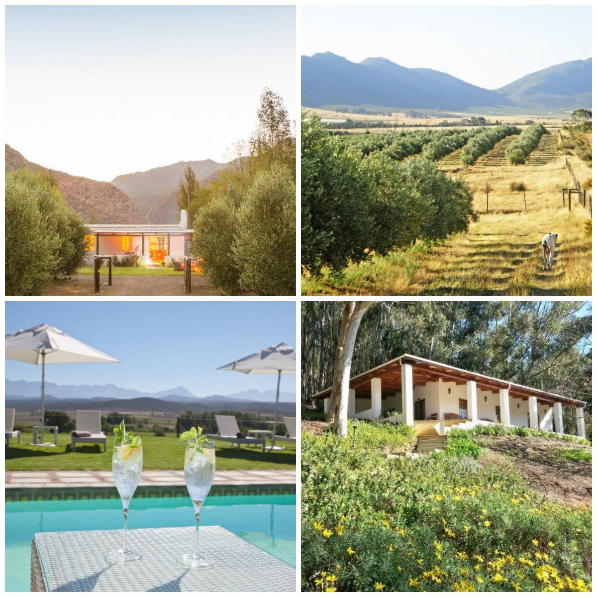 10 Olive Estate Getaways - Olive Central